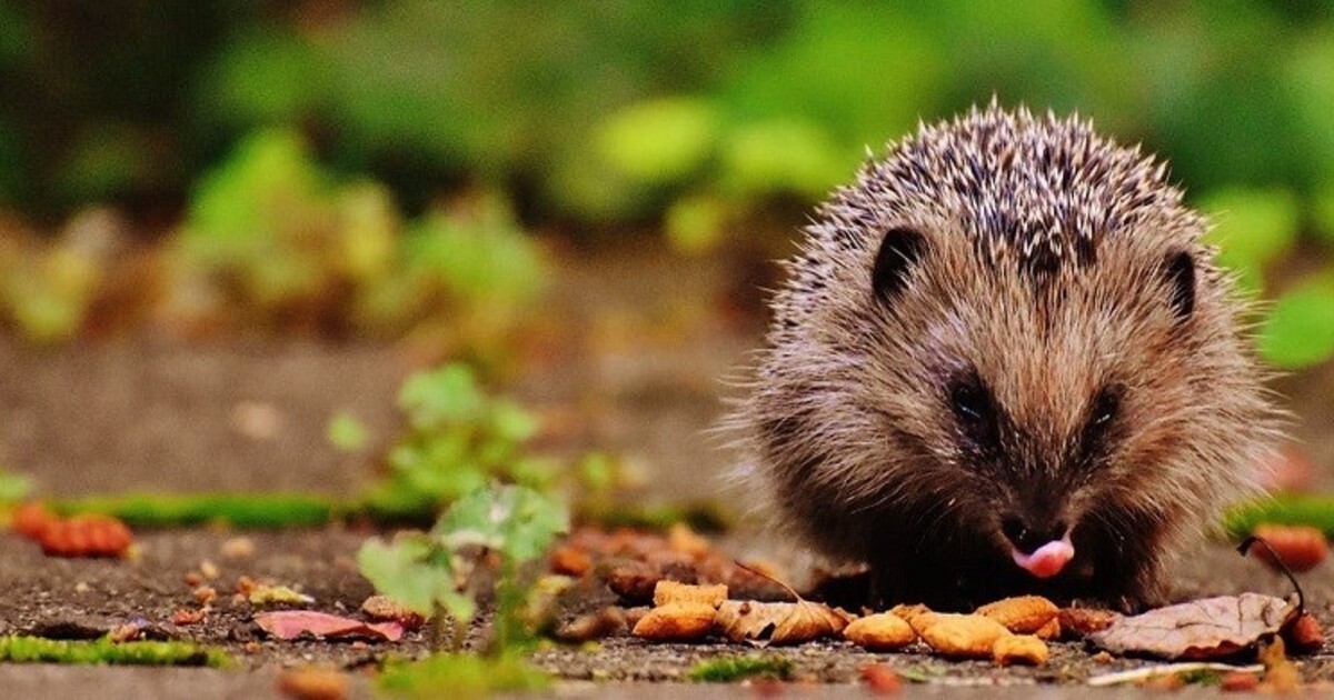 Igel – und wie man am Besten mit den Tierchen umgeht